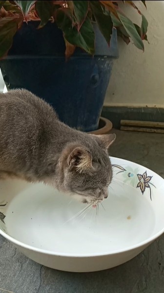 Time Machine Cats !!!! Longest Daily Cat's Story - YouTube