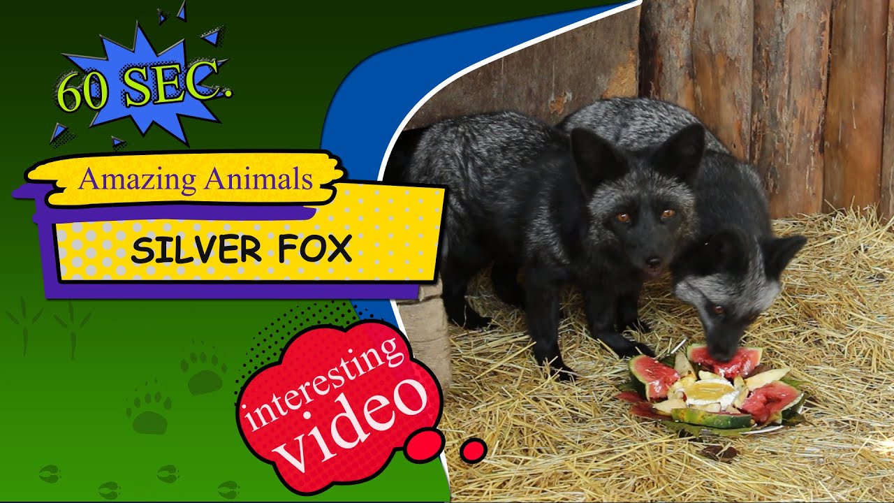 SILVER FOX. ANIMAL WORLD. Amazing Animals! Fun facts about animals ...