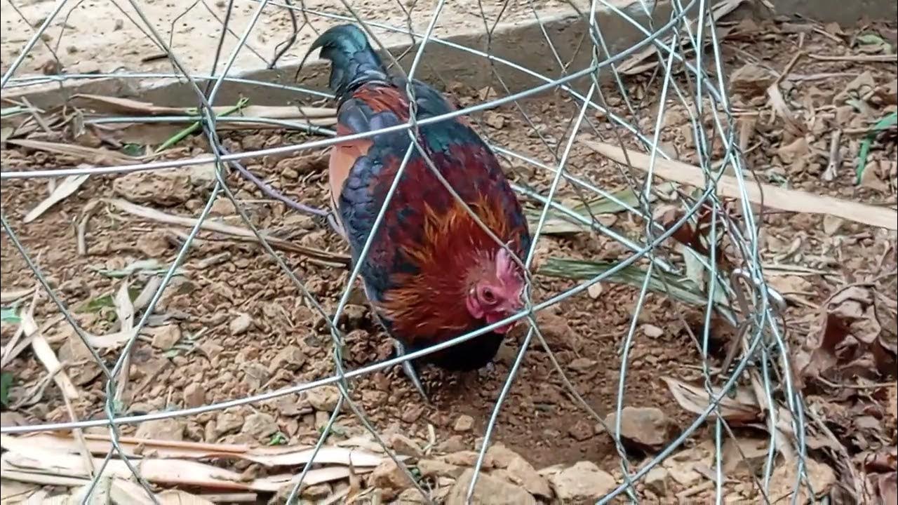 qaib qus zoo nkauj - YouTube