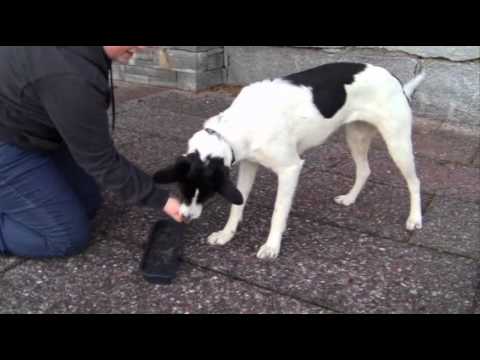 Malys - Border Collie/Malinois - AGILITY/DOG DANCING/CANINE FREESTYLE ...
