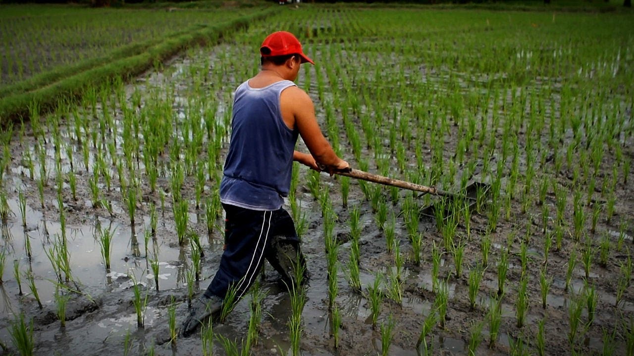 one day in the life of a rice farmer [Creative Commons] - YouTube