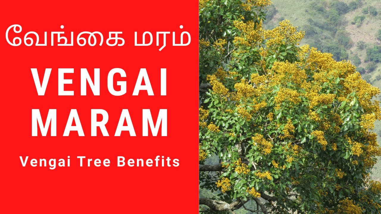Vengai maram | Vengai maram uses in Tamil | Vengai maram valarpu in ...