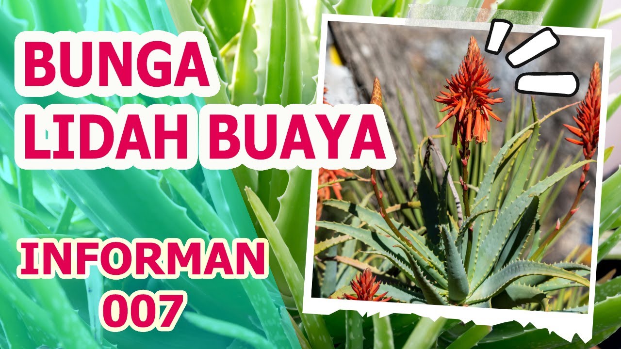 MANFAAT BUNGA LIDAH BUAYA - YouTube
