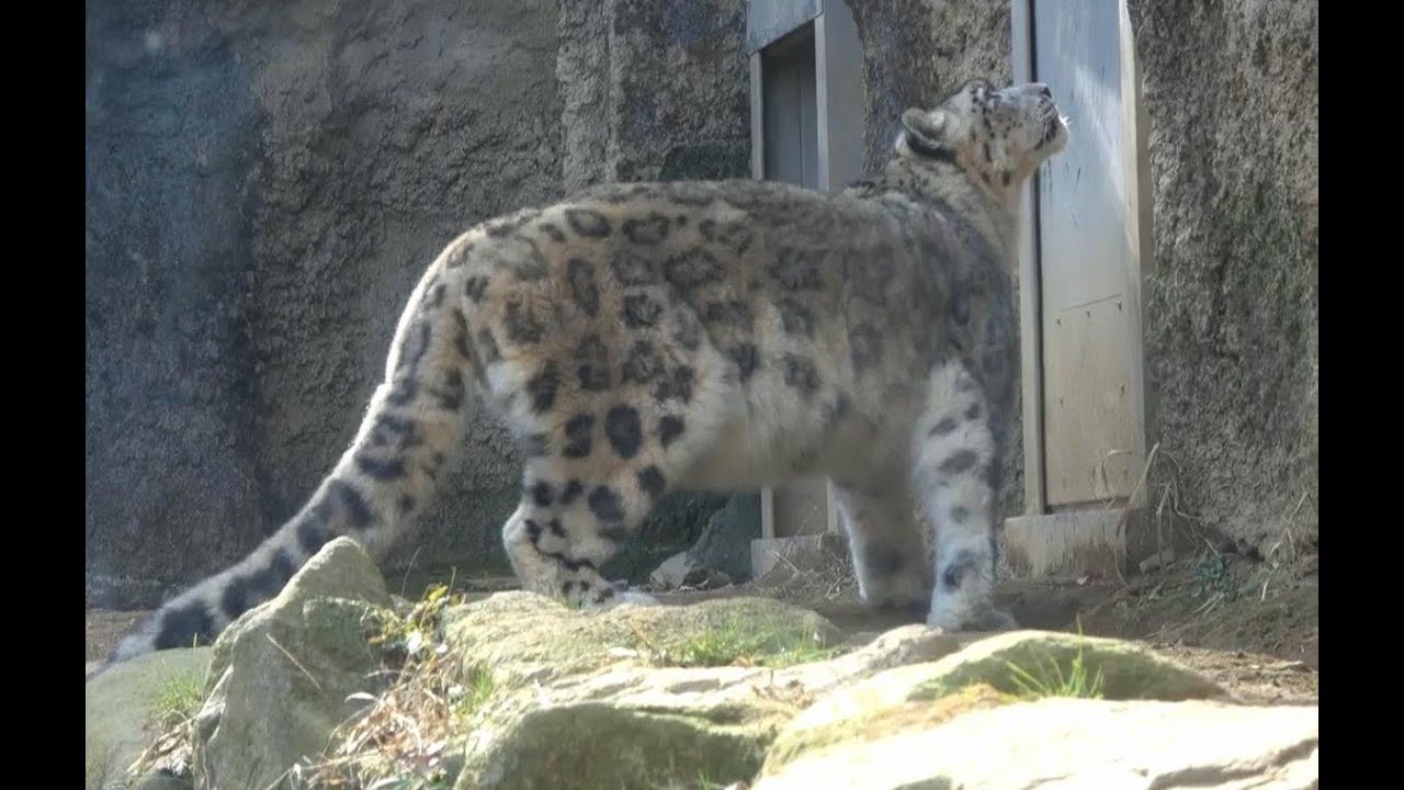 [Tama Zoo] Walk to Canossa: Snow leopard waiting until the door opens ...