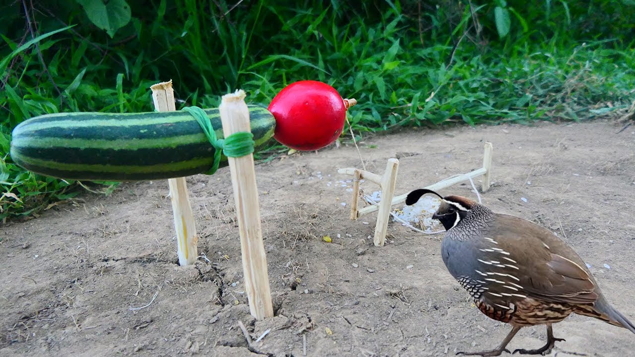 Easy Creative Quail Bird Trap Technology Using Cucumber & Wild Apple ...