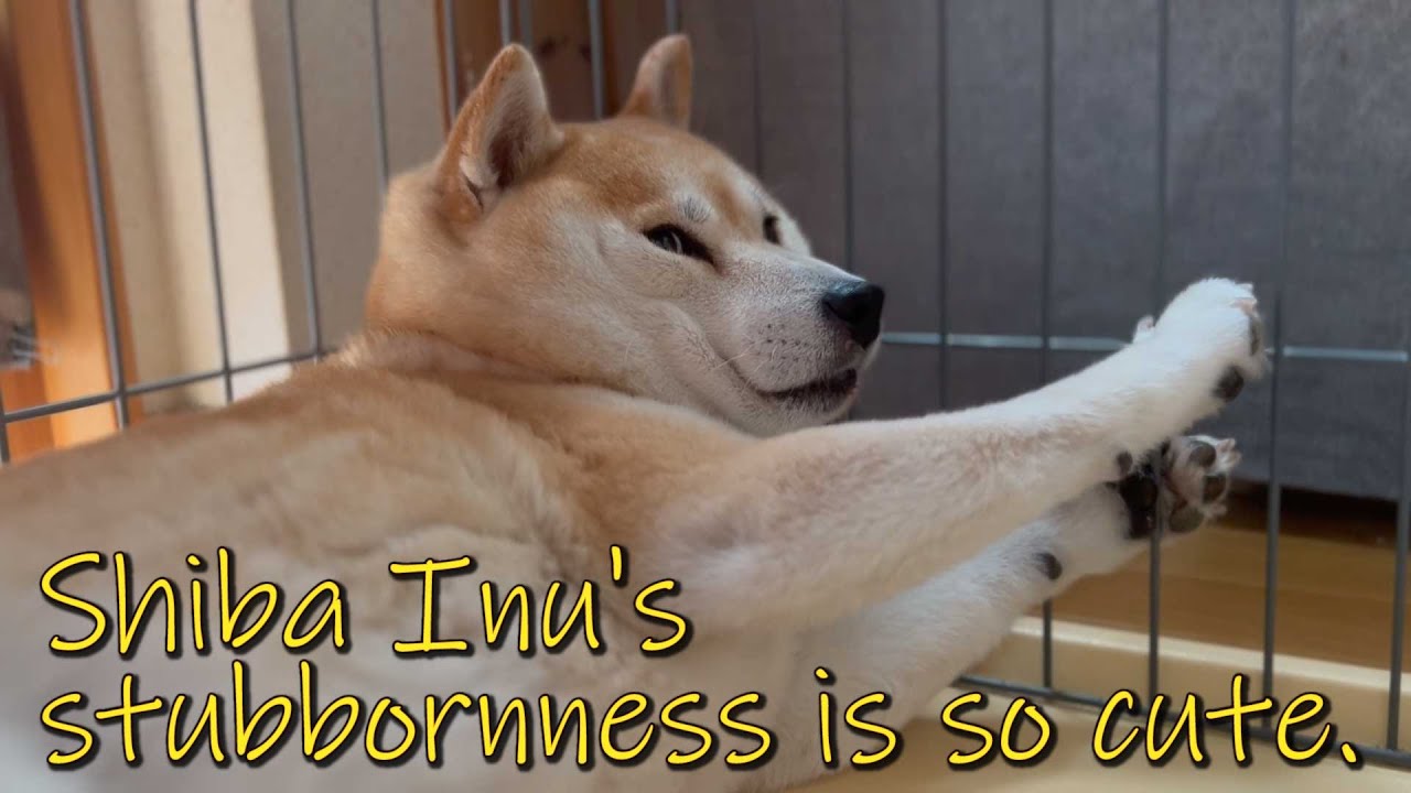 There were times when I was confused because I couldn't understand the ...