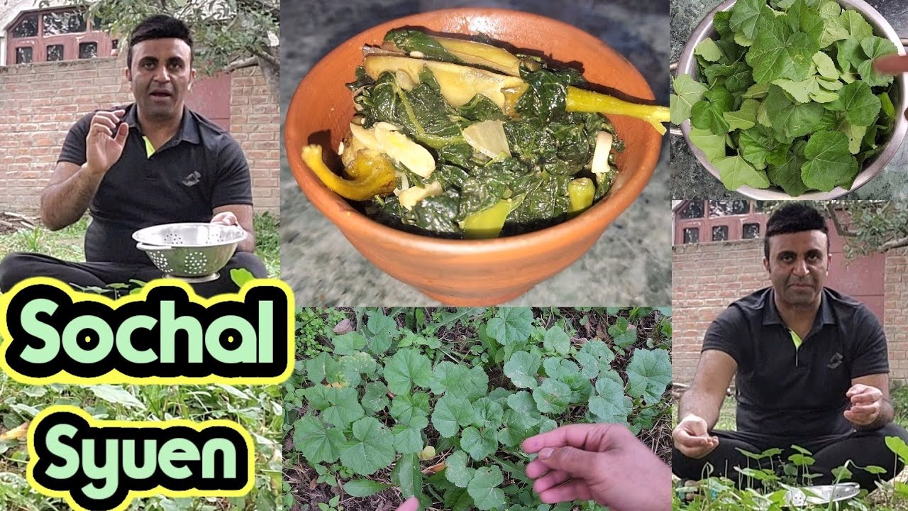 Sochal Kashmiri Green Leafy Vegetable | Mallow Leaves Recipe Tasty ...
