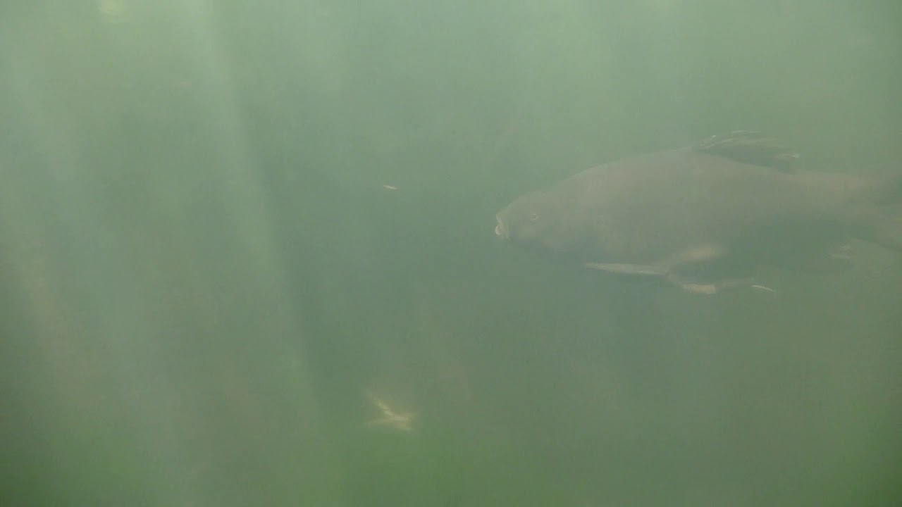 Male tench 'Smile' has a quick look - YouTube