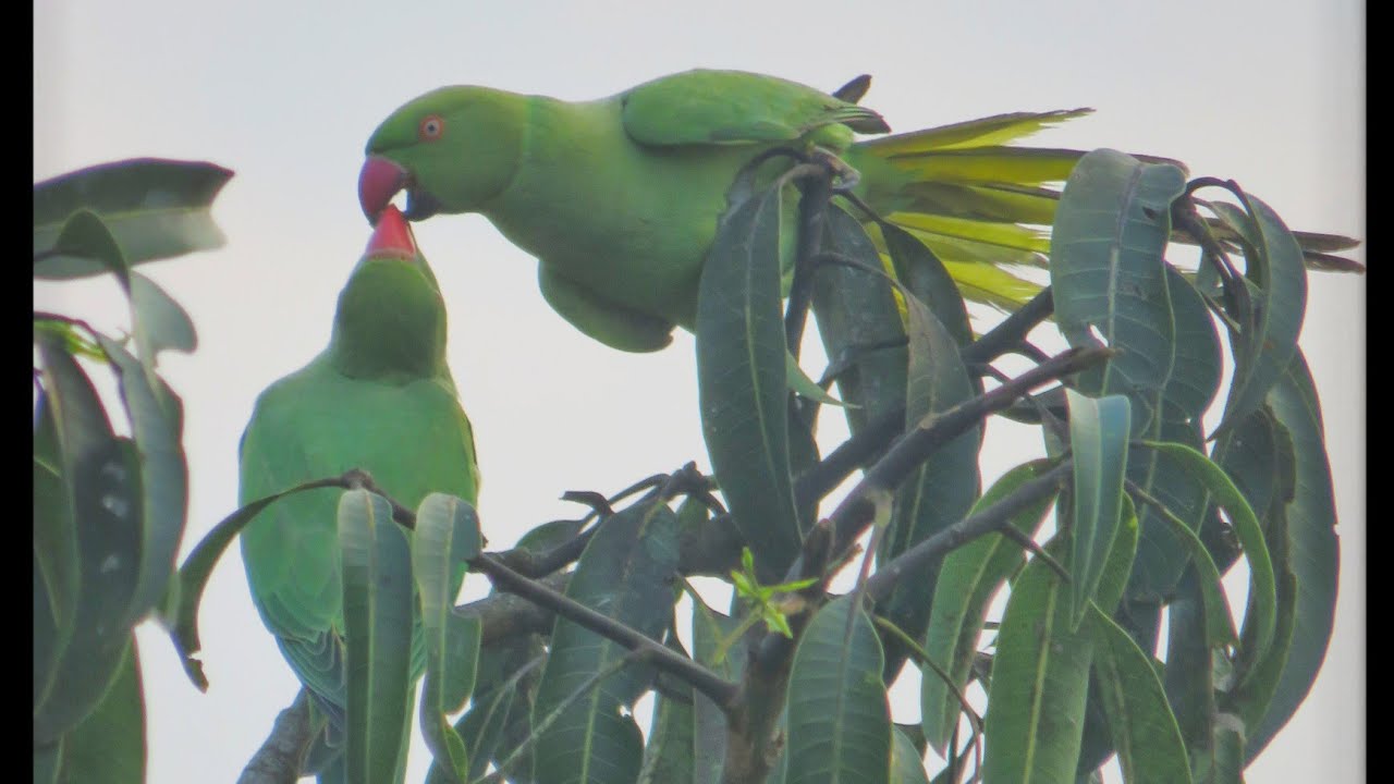 Mother and baby Parrot "Mamma.. I am hungry" Rose ringed parakeet ...