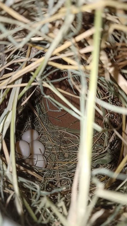 4th day Java sparrow egg#javasparrow#dubai#africa#tajmahal#burjkhalifa# ...