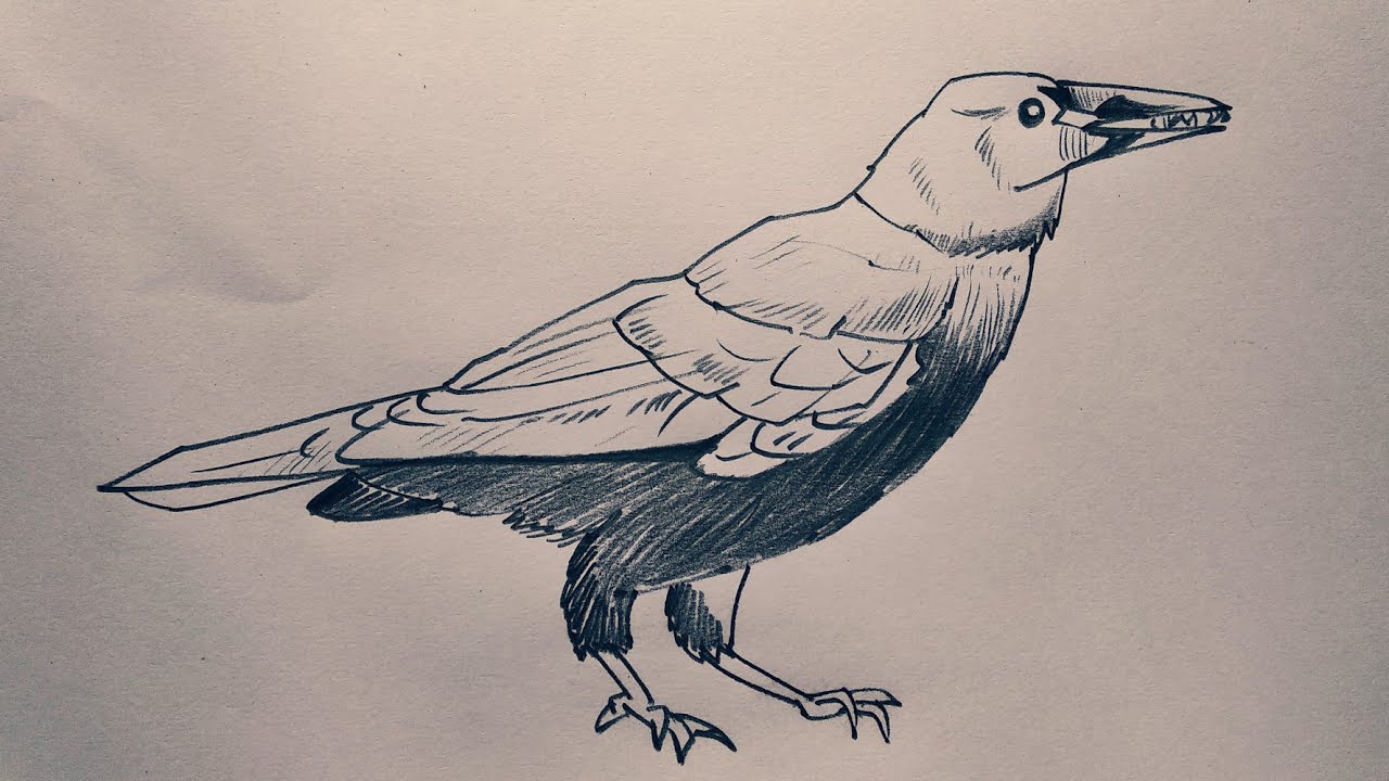 how to draw a bird/crow for biginner /step by step drawing tutorials ...