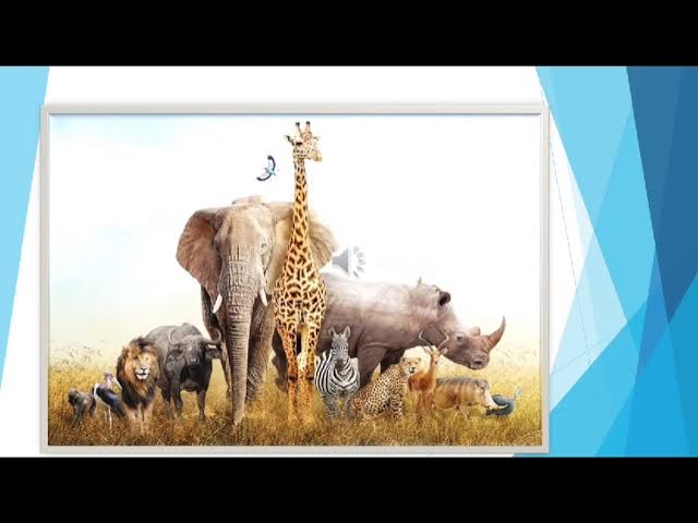 Wild Animals Powerpoint Template Youtube