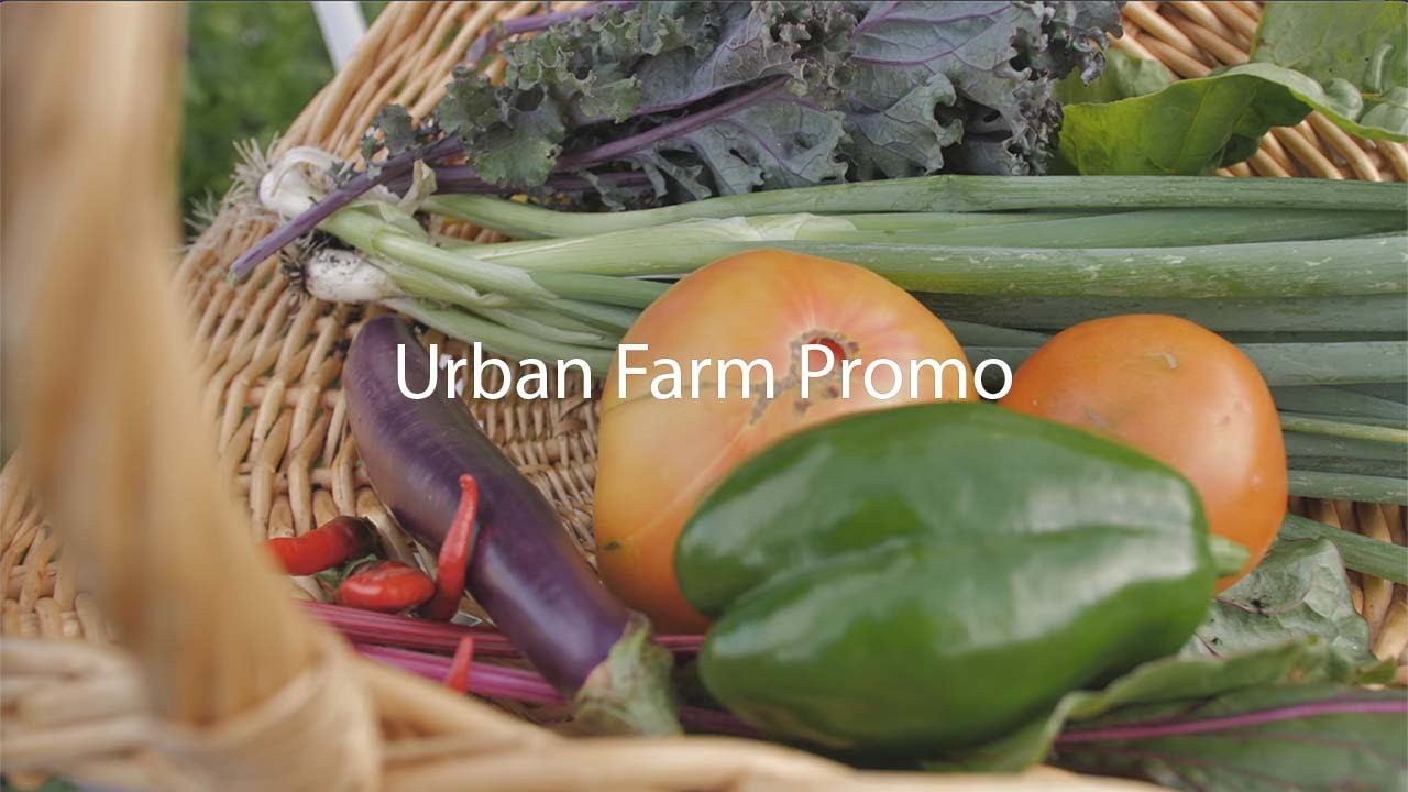 Urban Farm Promo Video - YouTube