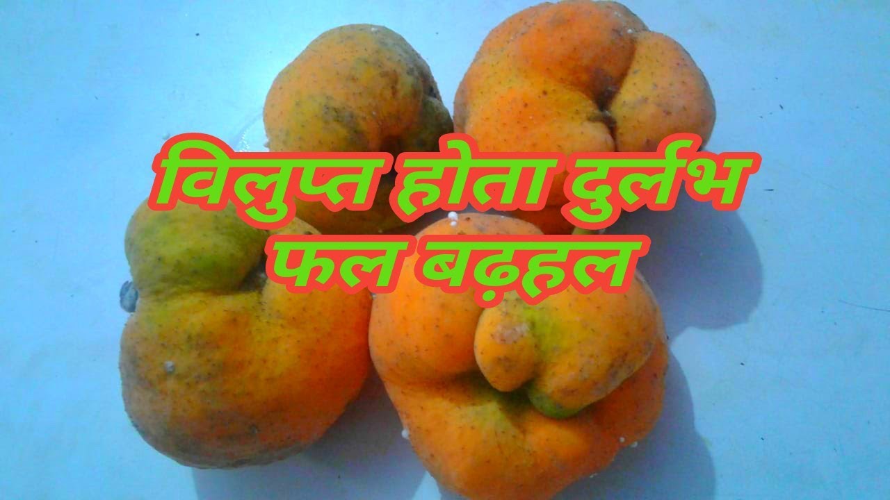 #Badhal endangered fruit - YouTube