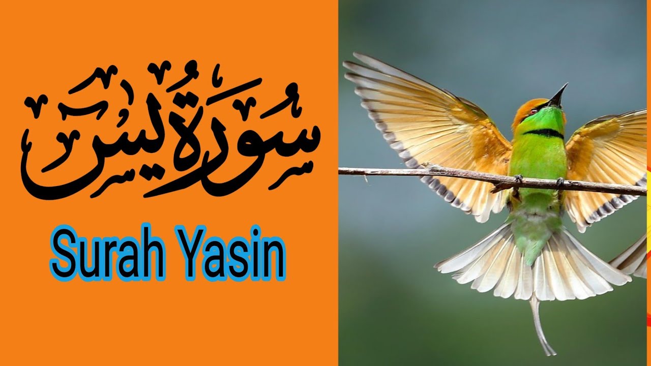 Surah Yasin | Surah Yaseen | Surah Yaseen Shareef | Beautiful ...