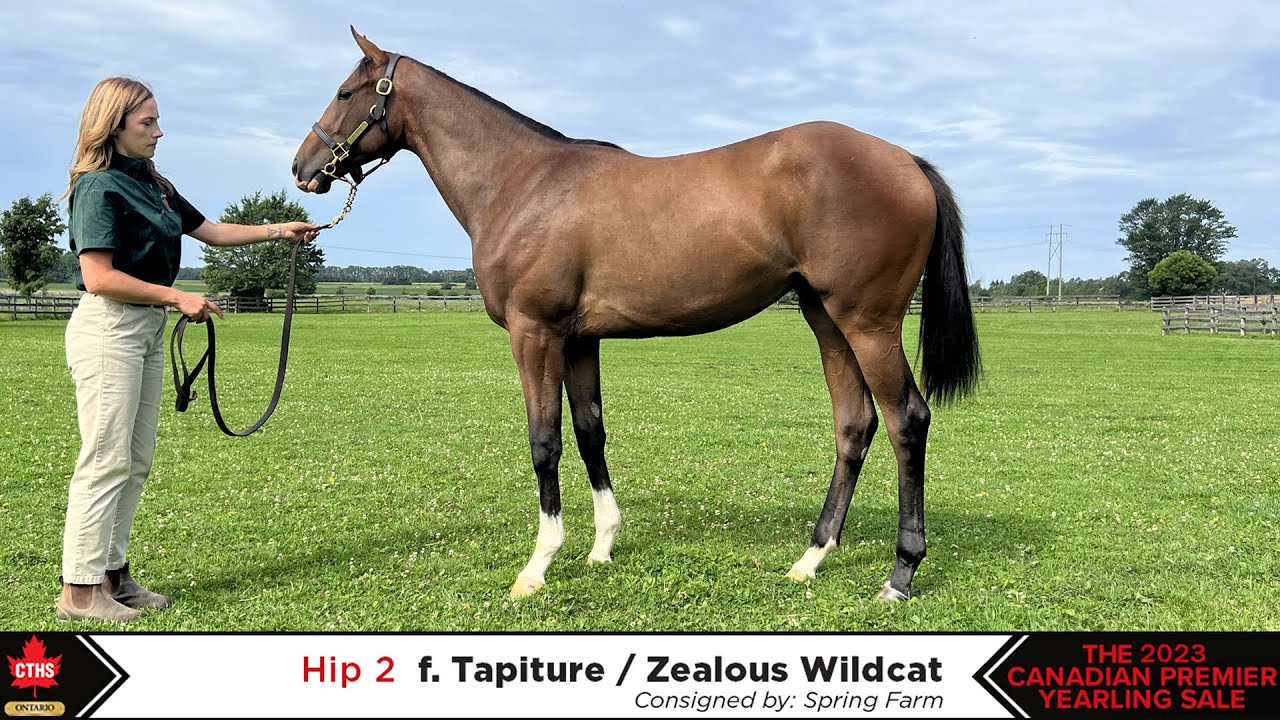 CTHS-ON 2023 - Hip 2 - f. Tapiture x Zealous Wildcat - YouTube