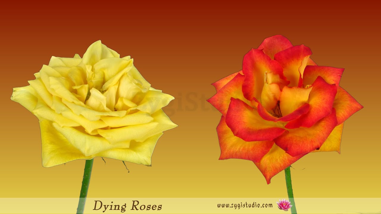 Timelapse of Dying Yellow and Orange Roses. - YouTube