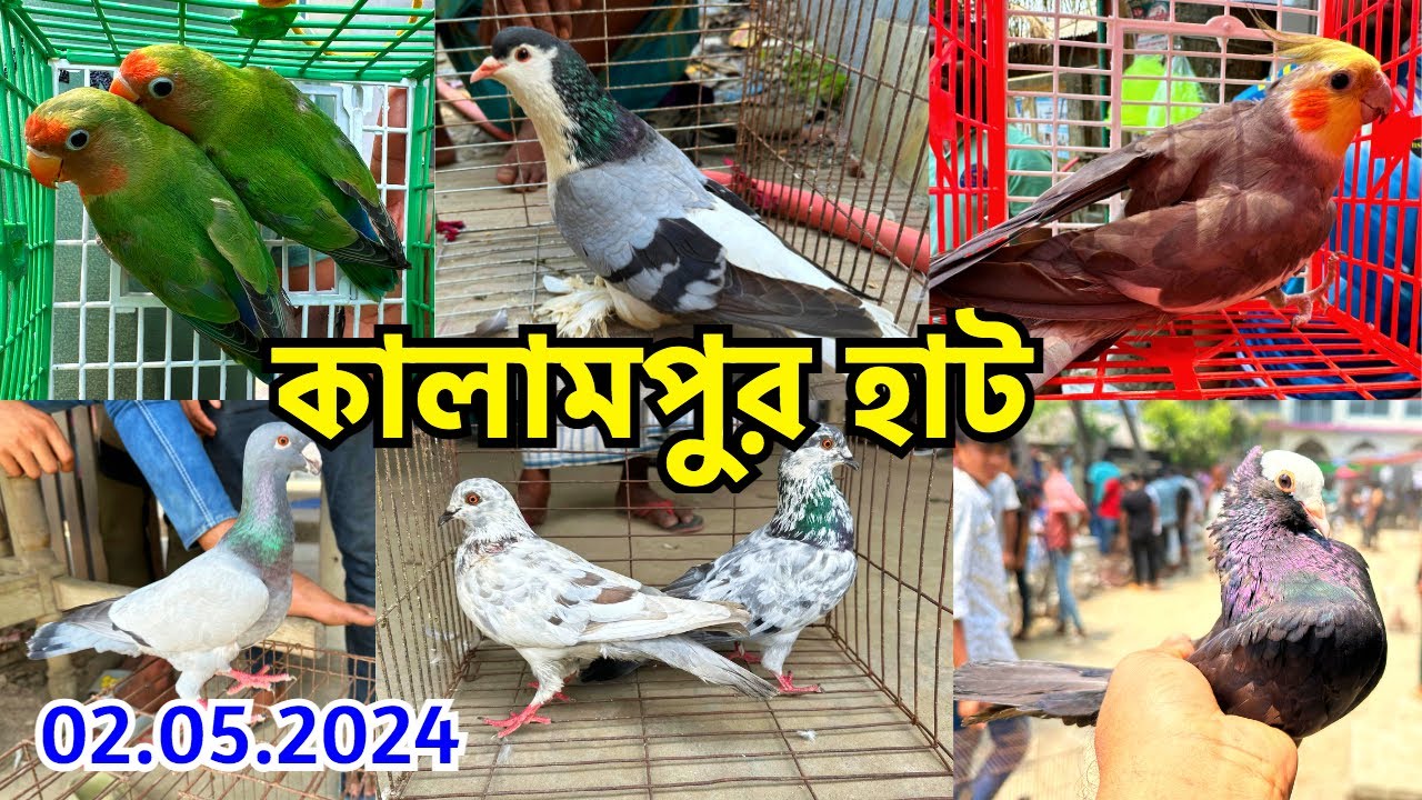 দেশী গোল্লা কবুতরের দাম বাড়ছে দিন দিন | কালামপুর হাট | প্রতি ...