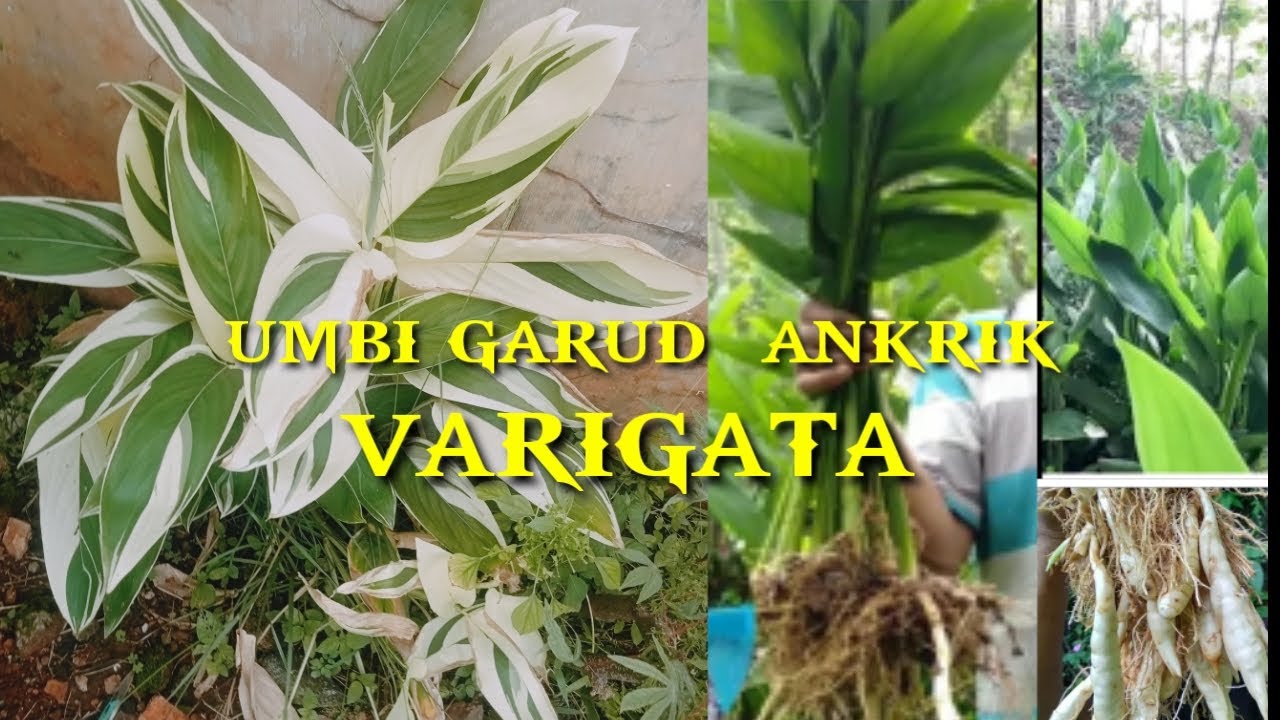 tanaman umbi-umbian umbi garud angkrik varigata tumbuh di perkebunan ...
