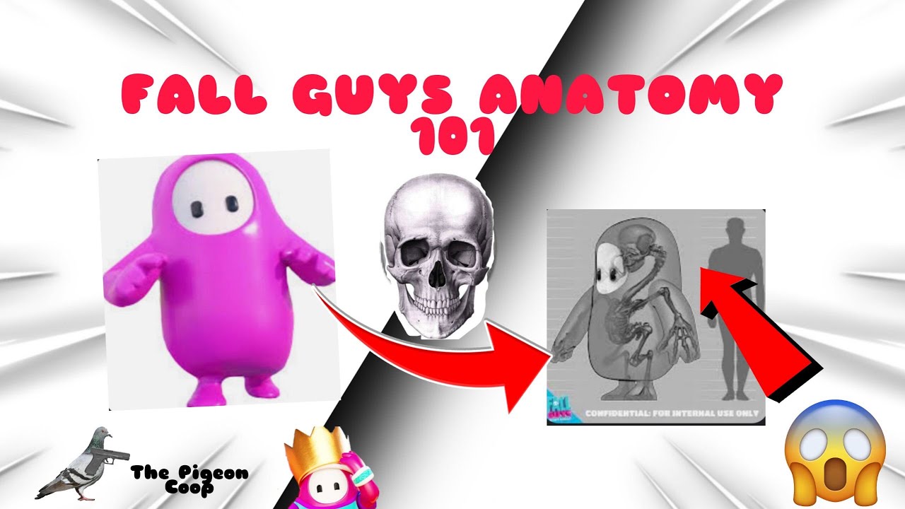 FALL GUYS ANATOMY THEORY - YouTube