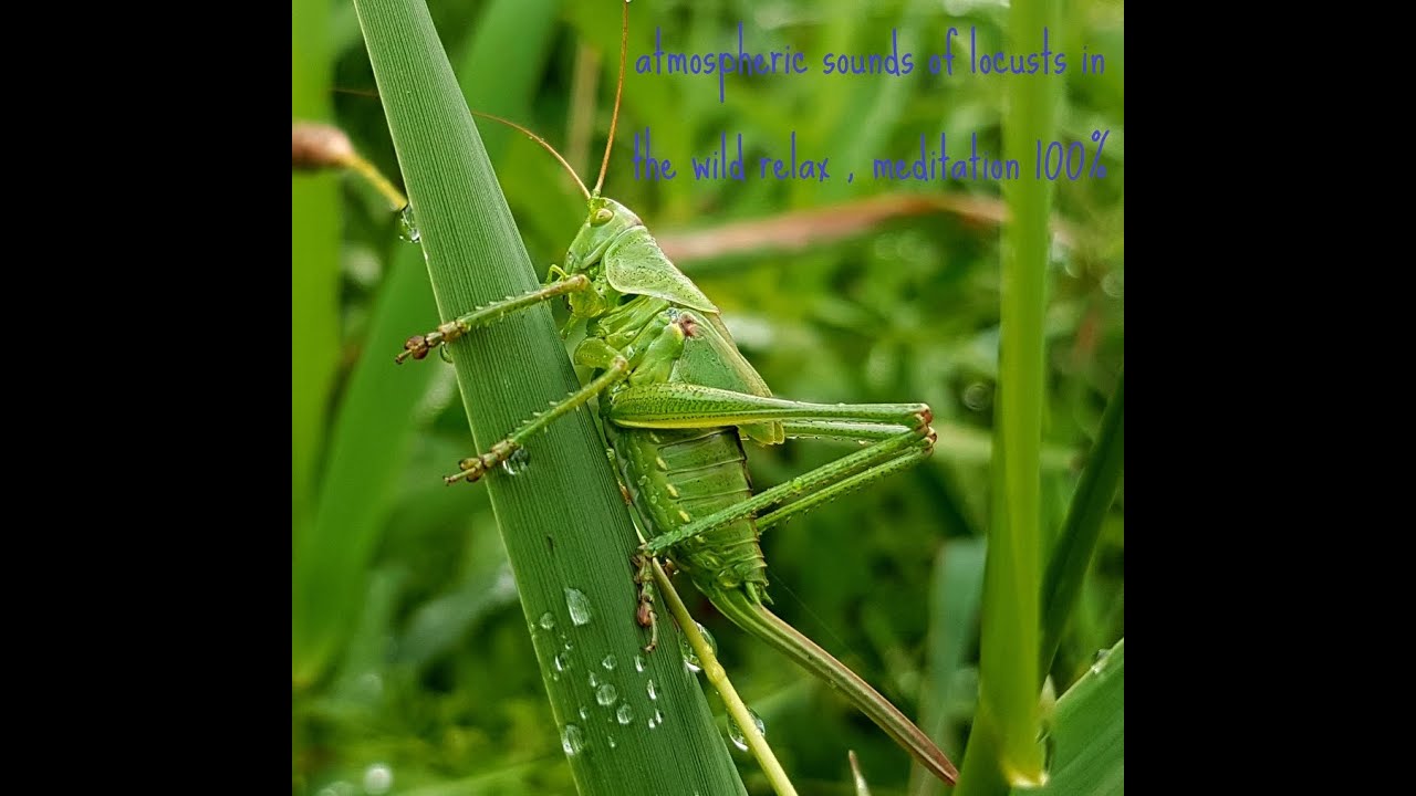 atmospheric sounds of locusts in the wild relax , meditation 100% - YouTube