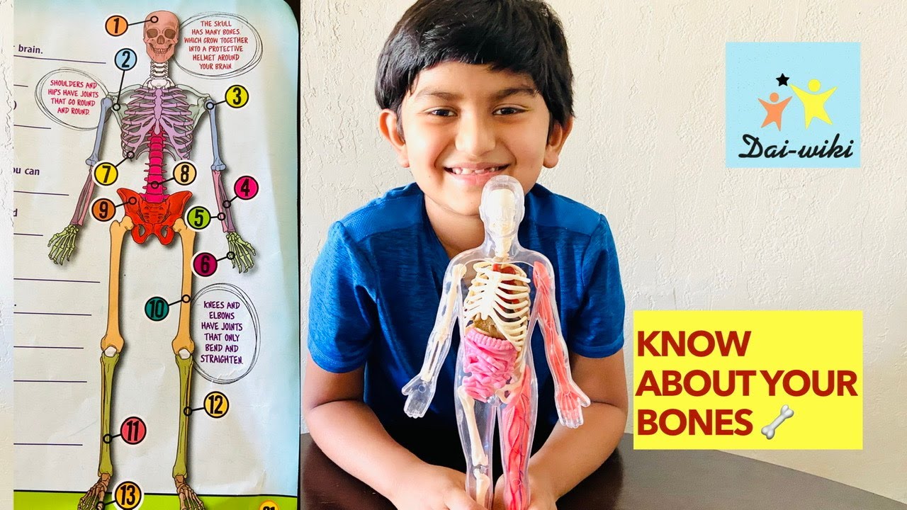 Know about your Bones || anatomy for kids - part5 || easy way of ...