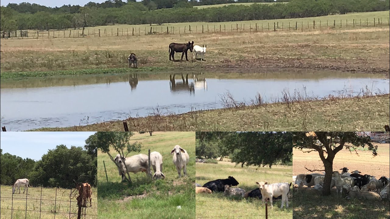 Animals in the countryside - YouTube