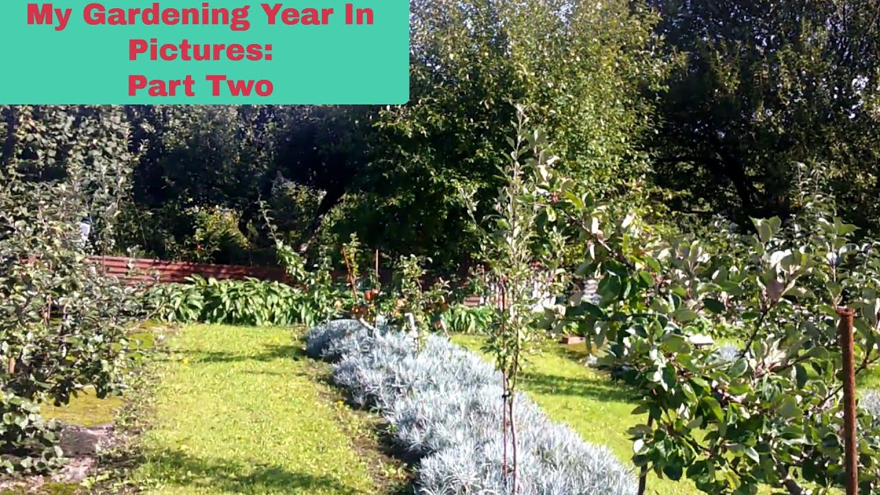 My Gardening Year Part 2| A year on an Allotment in Pictures| Grow Your ...