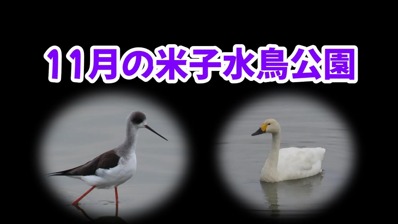 米子水鳥公園（鳥取) コハクチョウとセイタカシギ 【探鳥地レポート】Yonago Waterbird Sanctuary Birding in ...