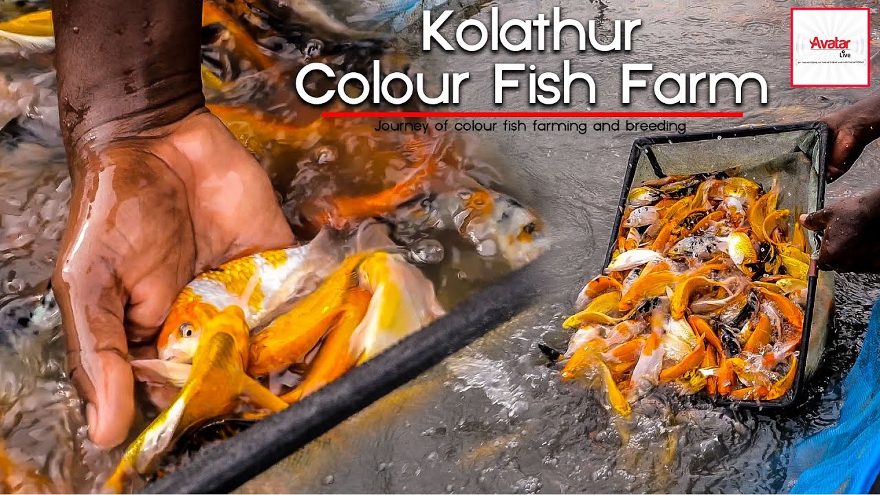 கொளத்தூர் கலர் மீன்கள் உற்பத்தி பண்ணை | Kolathur Color Fish Market ...