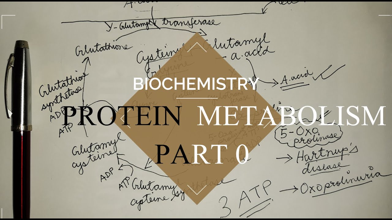 Protein Metabolism (Part 0 - Absorption & Meister Cycle) - YouTube