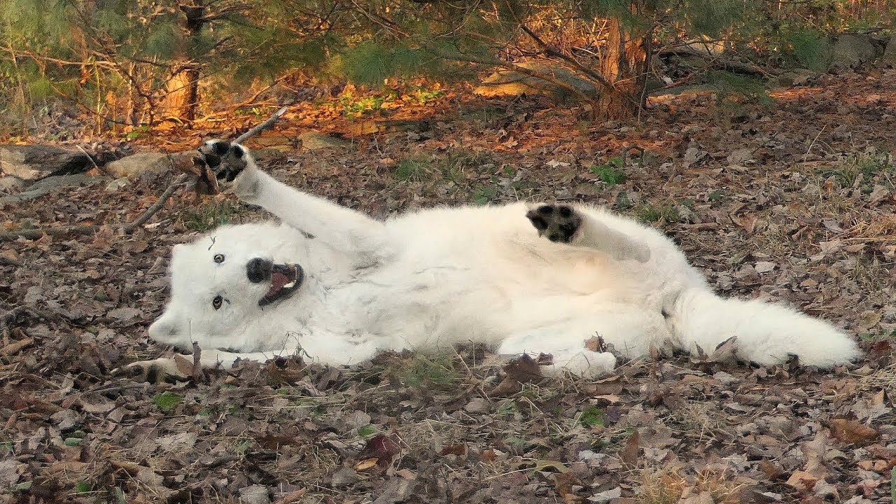 Ambassador Wolf Atka Turns 15.5 Years Old - YouTube
