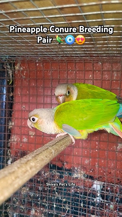 Pineapple conure breeding pair🧿#shorts#birds#parrot#conure - YouTube