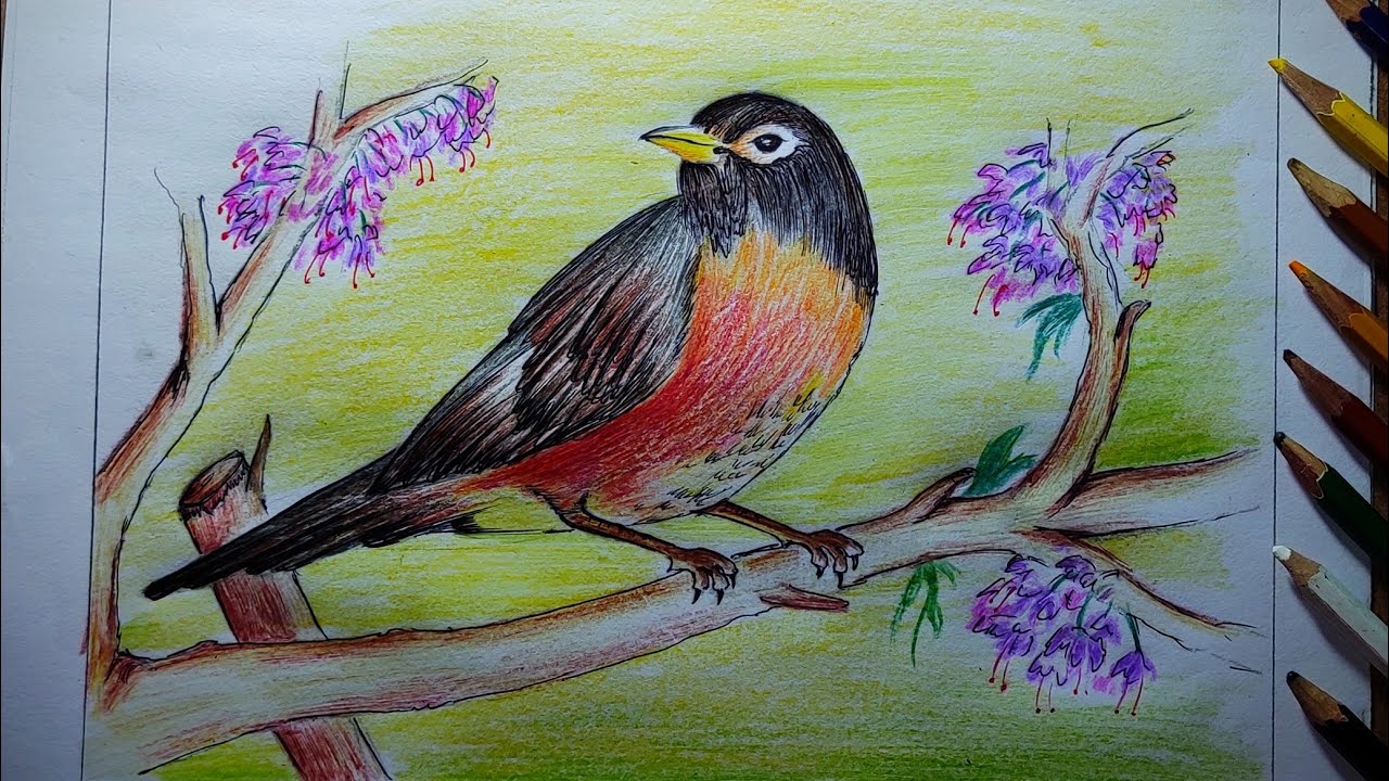colour pencil drawing | how to draw a beautiful bird step by step by ...