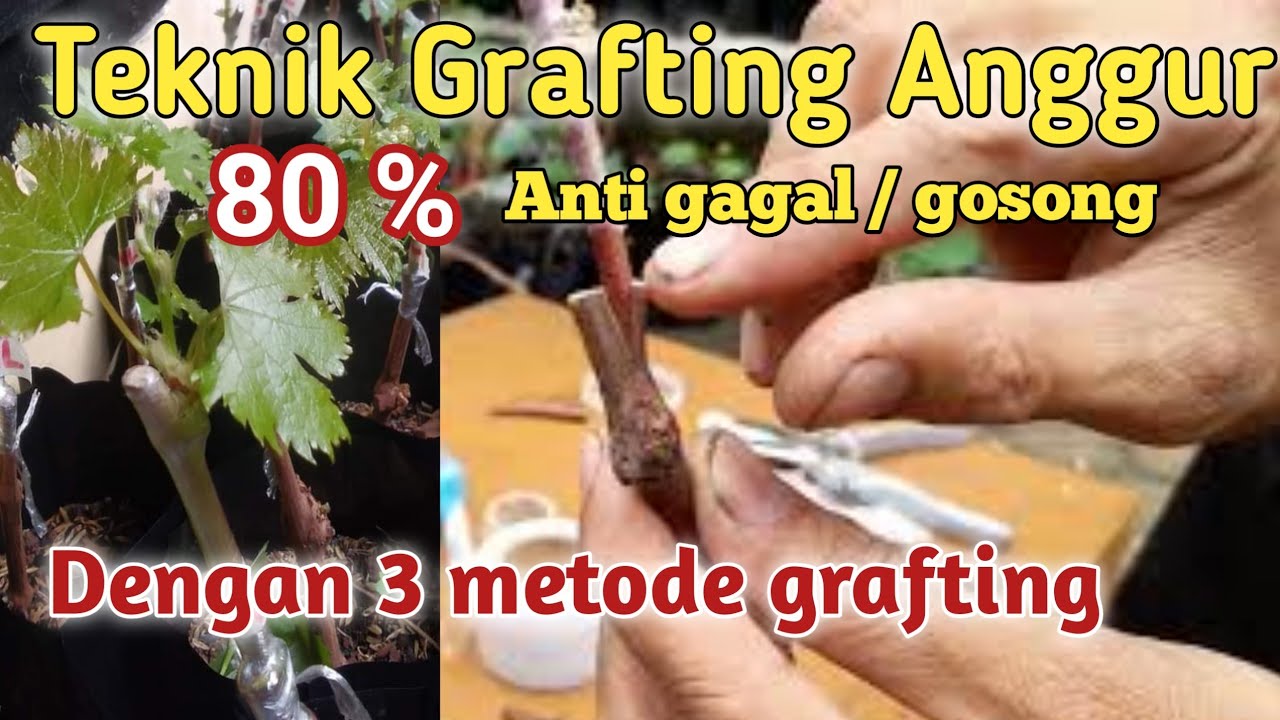 Grafting Anggur dengan 3 metode, 80% anti Gagal - YouTube