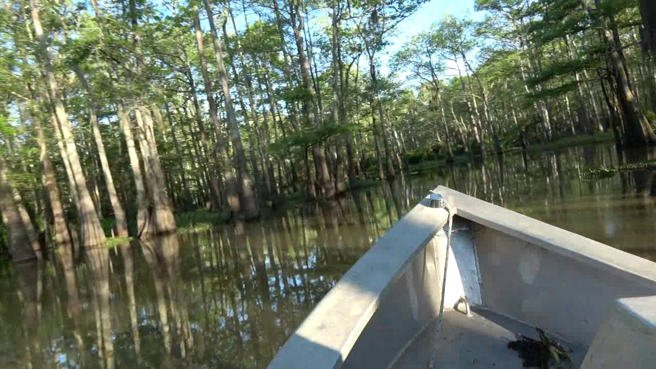 crawfish in the Atchafalaya Basin at Lake View Getaway - YouTube