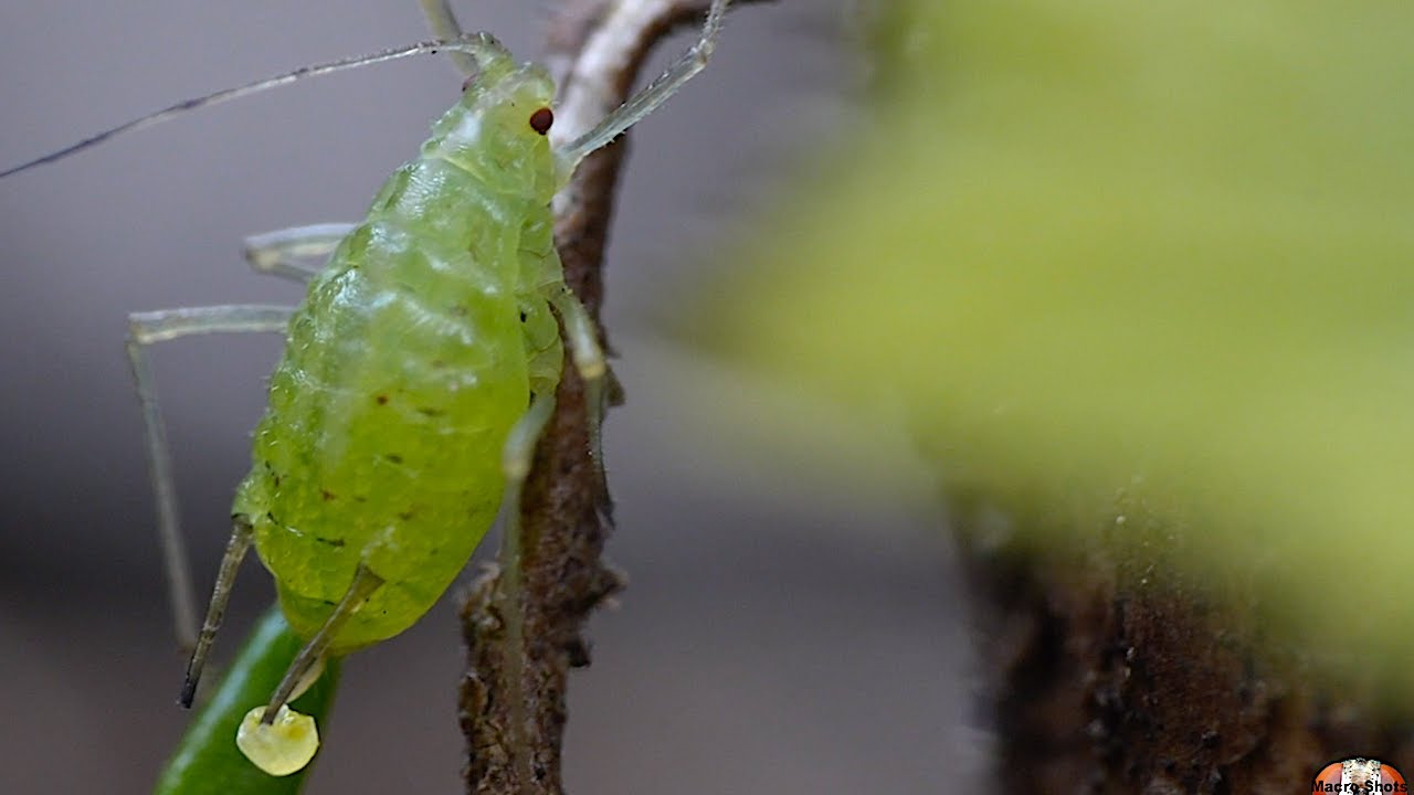 Aphid close up - Macro Videography - sony + Raynox DCR-250 - Macro ...