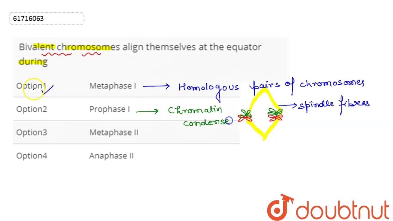 Bivalent chromosomes align themselves at the equator during - YouTube