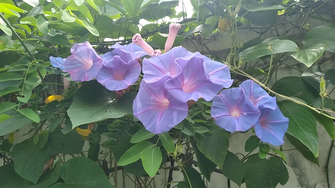bunga morning glory warna ungu berbentuk terompet - YouTube