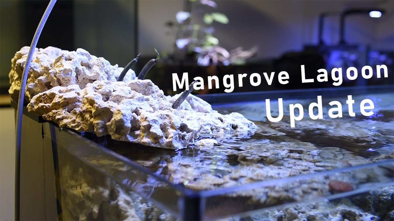 Mangrove Lagoon Reef Tank Update! - YouTube