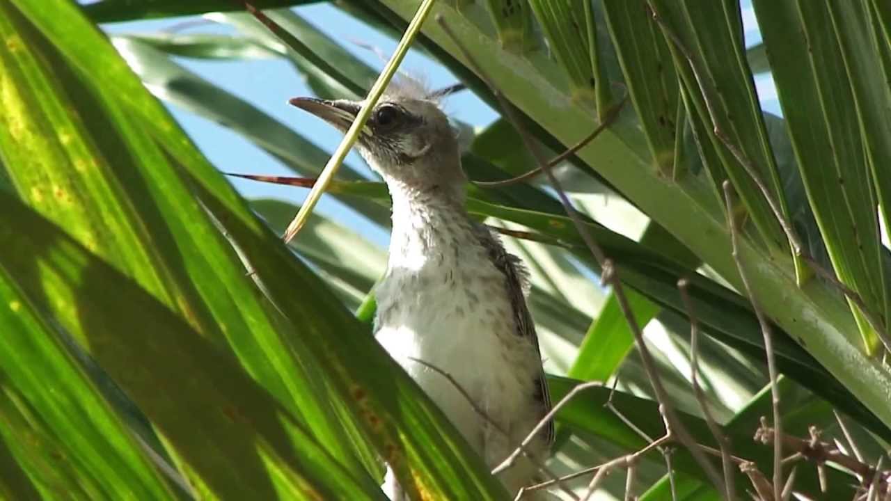 A young Chuchubi - YouTube