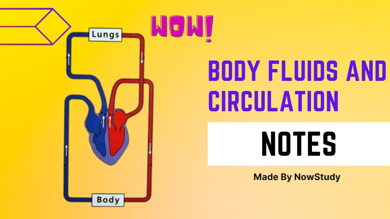 Body Fluids and Circulation Note || Human Physiology NCERT by Now Study ...