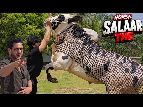 The Turning point SALAAR 🔥 - Haseen Putri - Fateh Jang Bulls 2026 - Cow Mandi 2026- Bakra Mandi 2026