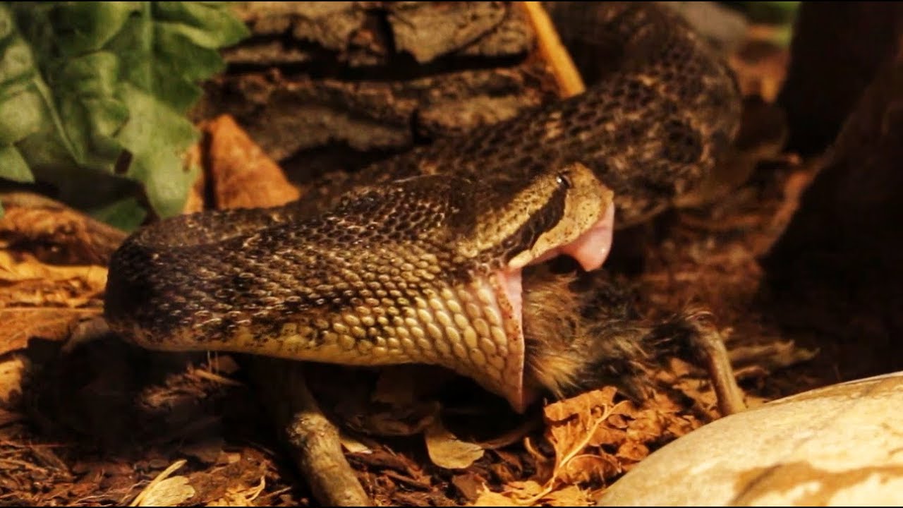 EXTREMELY Fast VIPERS Eating. (part 6 Fastest Vipers) - YouTube