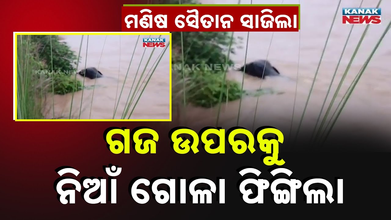 Lone Elephant Stranded in Brahmani River Due to Sudden Water Level Rise ...