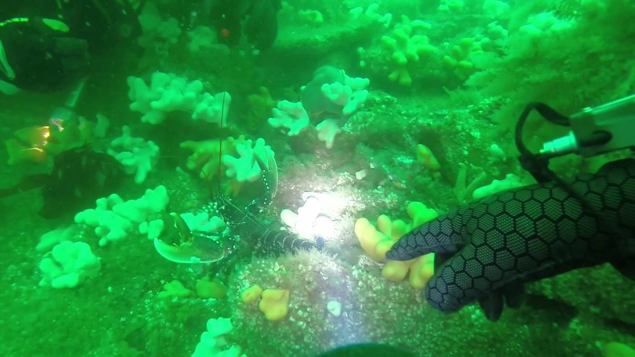 Lobster Boxing - YouTube