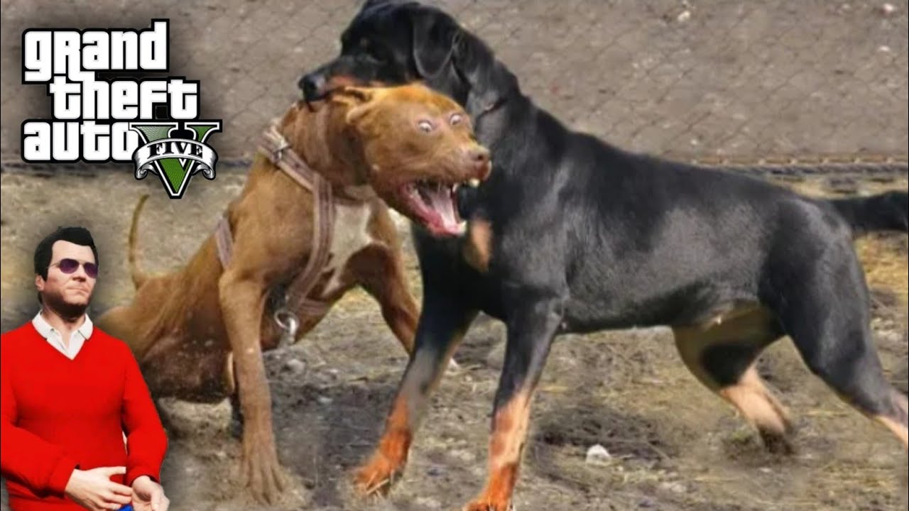 Gta 5 : (PITBULL) Vs (ROTTWEILER) In Gta V Agressive Blood Fight - YouTube