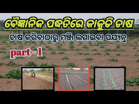 Secret Tips for Successful Kakudi Farming in Odisha - YouTube
