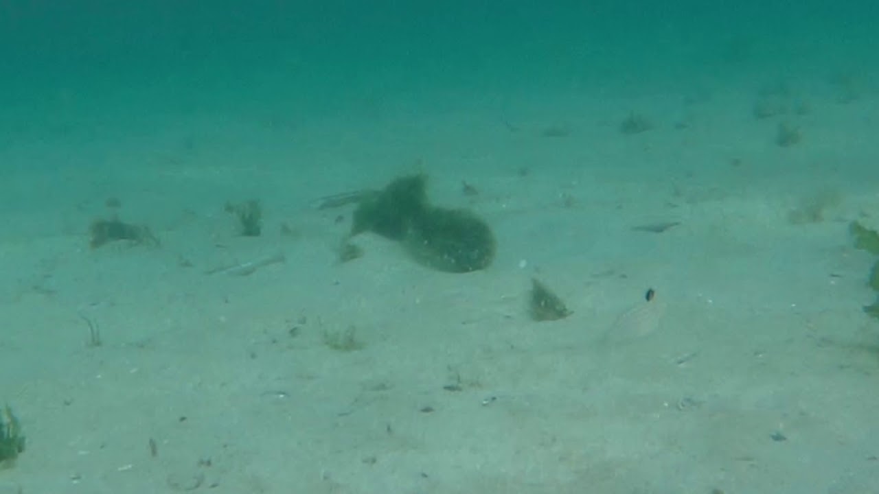 Fanecas bravas en A Lanzada - YouTube