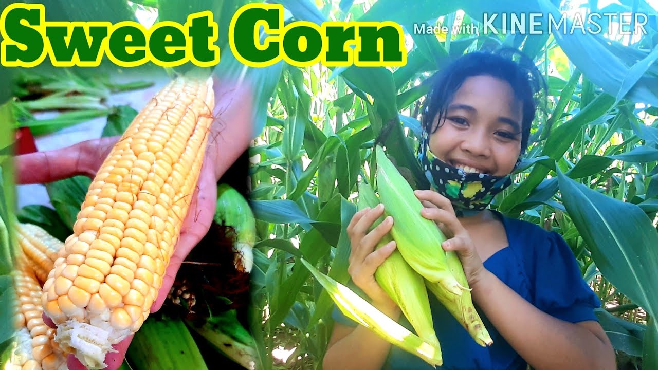 Harvest and Gleaning Corn - YouTube
